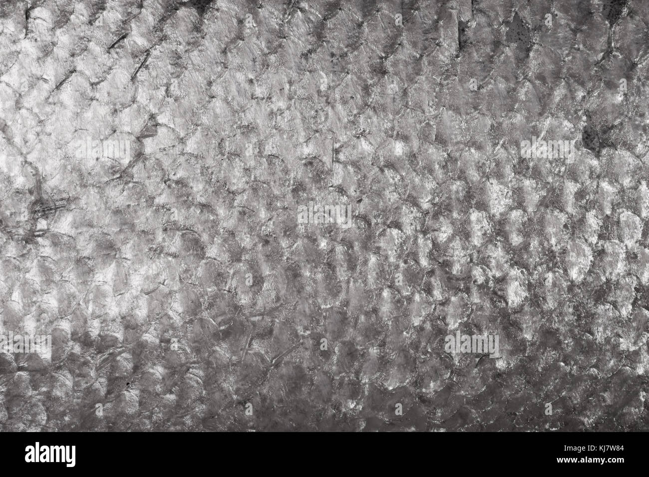 Fish scales close up hi-res stock photography and images - Alamy