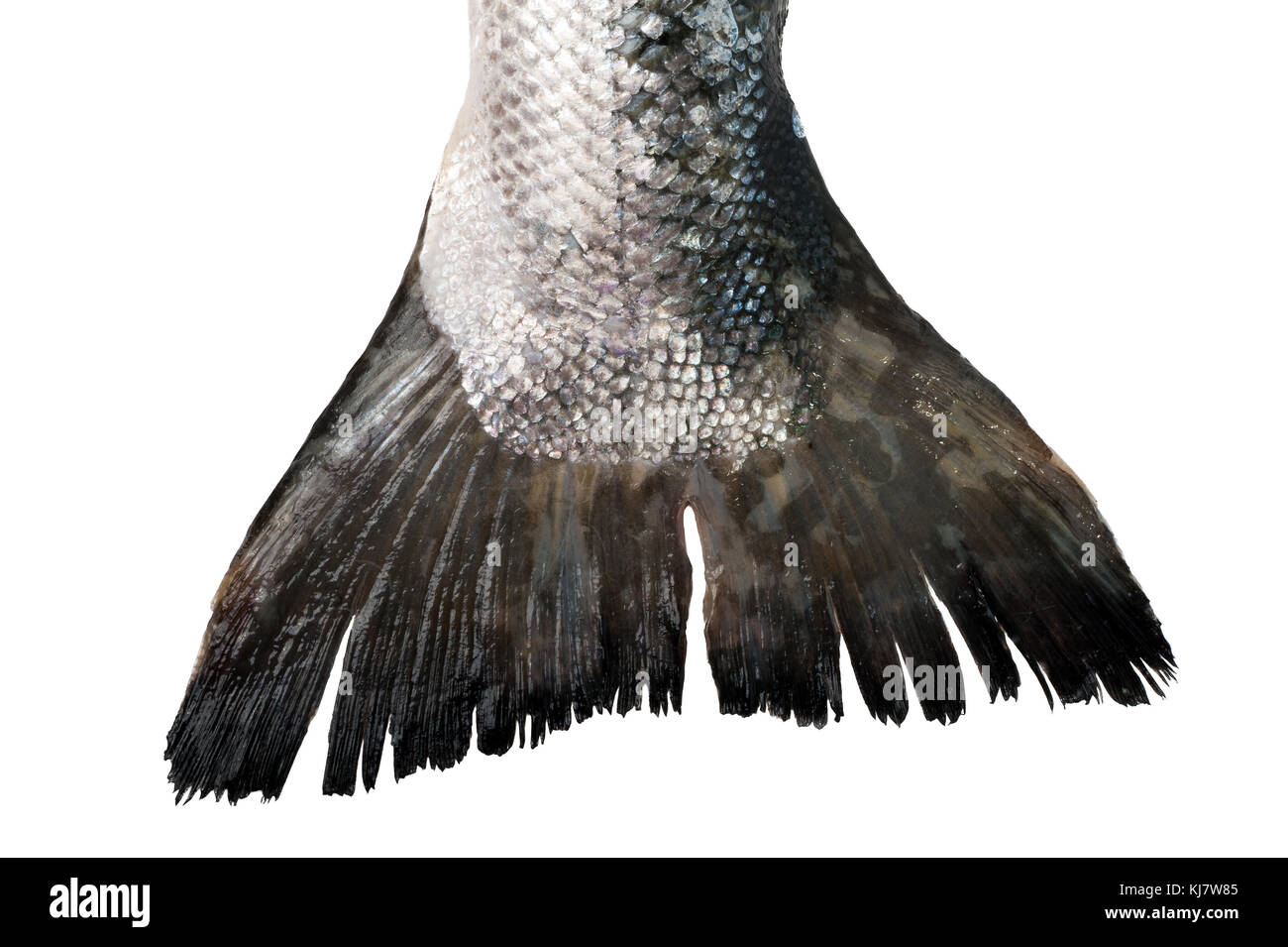 Salmon tail isolated on white Stock Photo - Alamy