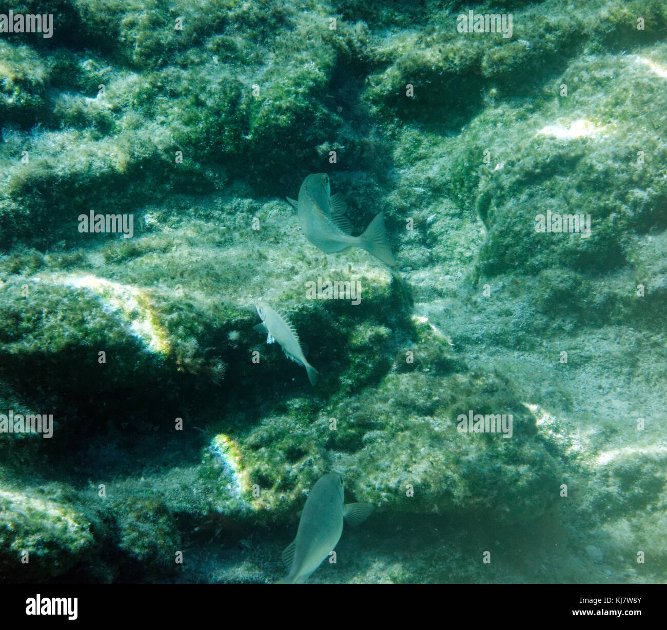 Fish species identification hi-res stock photography and images - Alamy