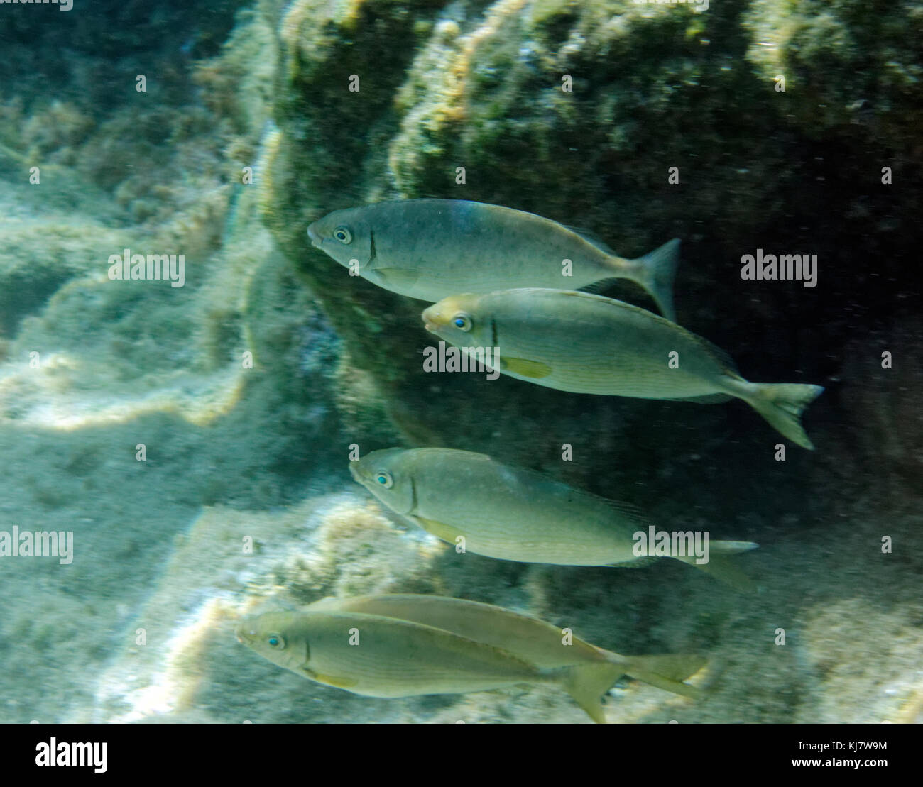Underwater shot of fish, Stegna, Rhodes, Greece Stock Photo - Alamy