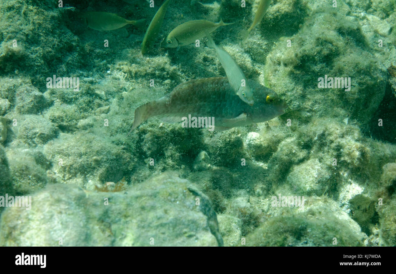 Various species of fish, Stegna, Rhodes, Greece Stock Photo - Alamy