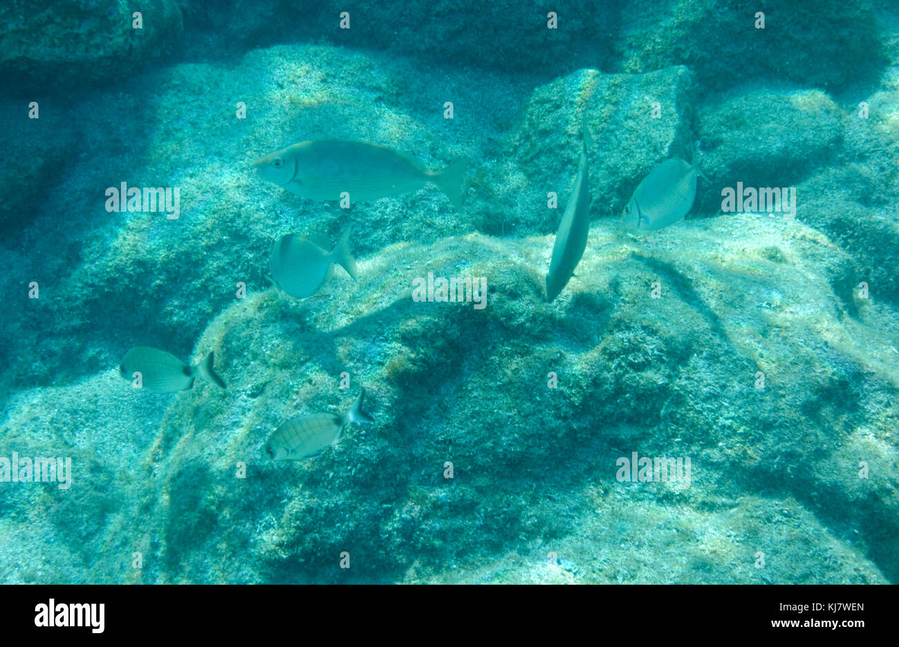 Various species of fish, Stegna, Rhodes, Greece Stock Photo - Alamy