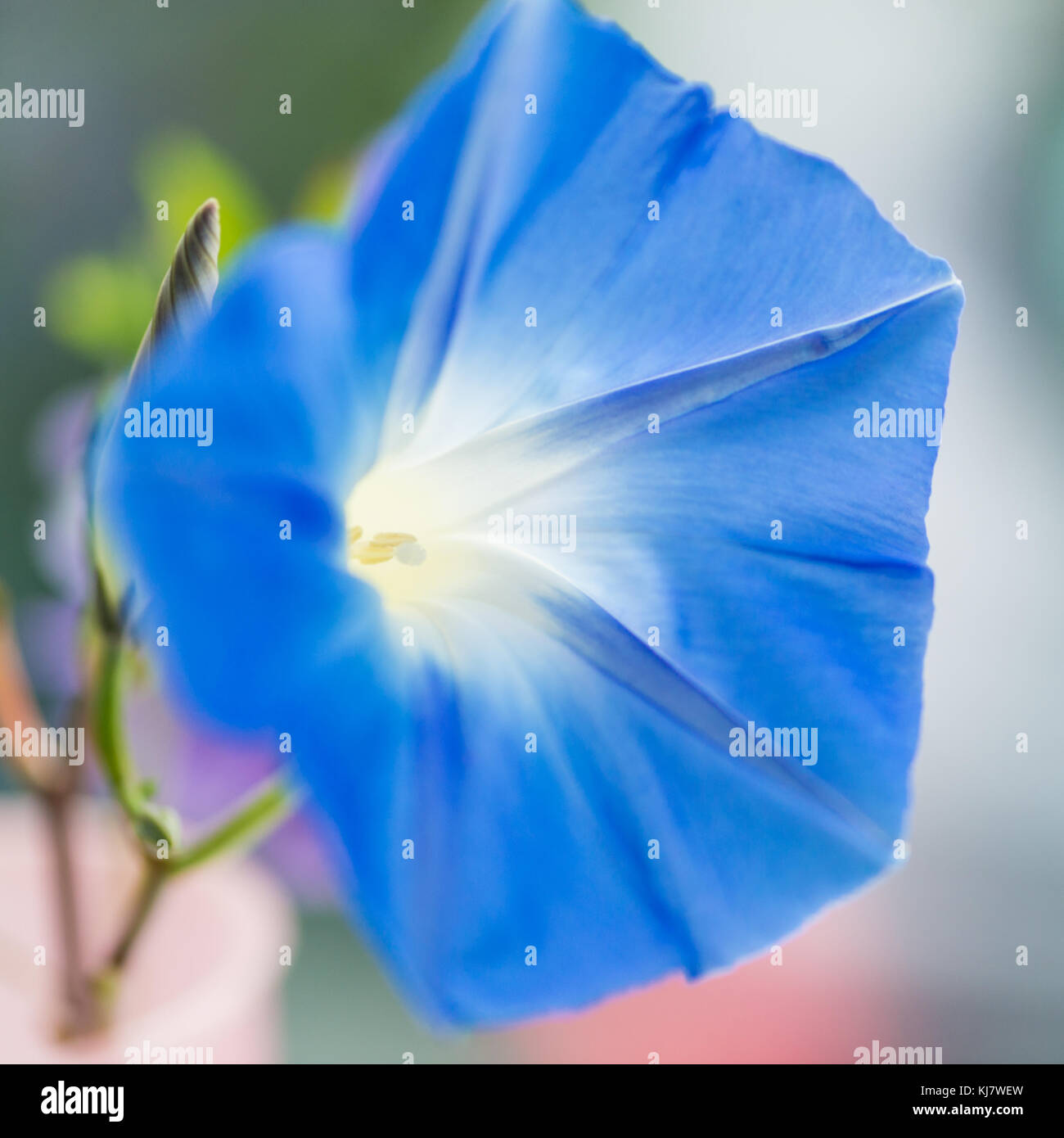 Morning glory bloom hi-res stock photography and images - Alamy