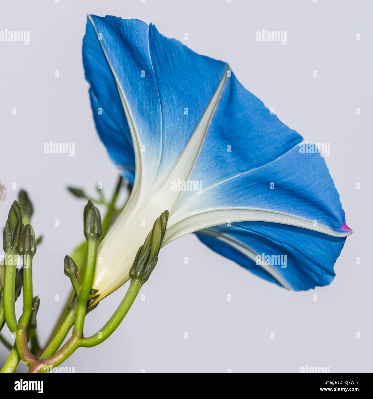 A macro shot of the blue trumpet-like bloom of a morning glory flower ...