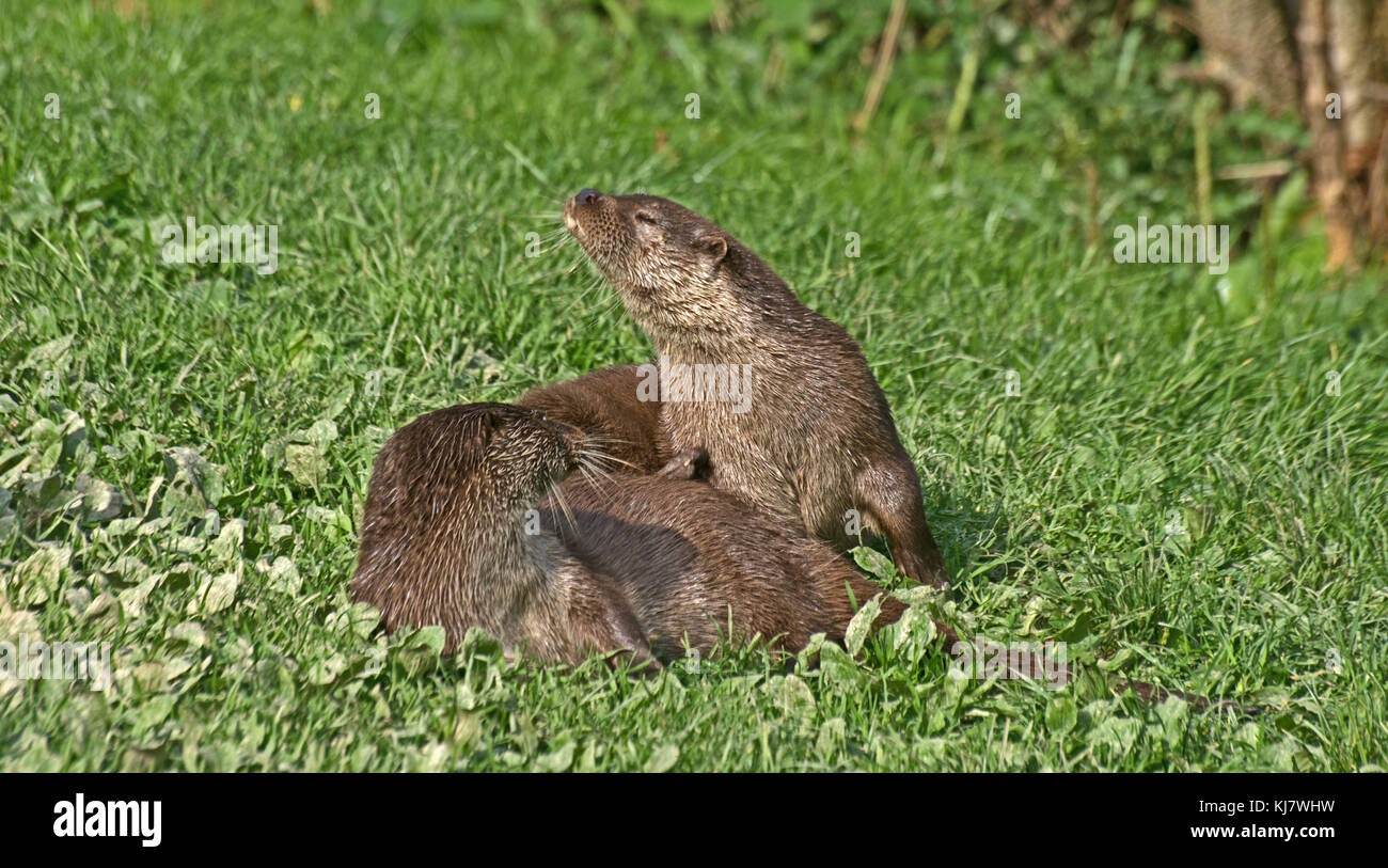British Otter Lutra Lutra Surrey Captive Stock Photo - Alamy