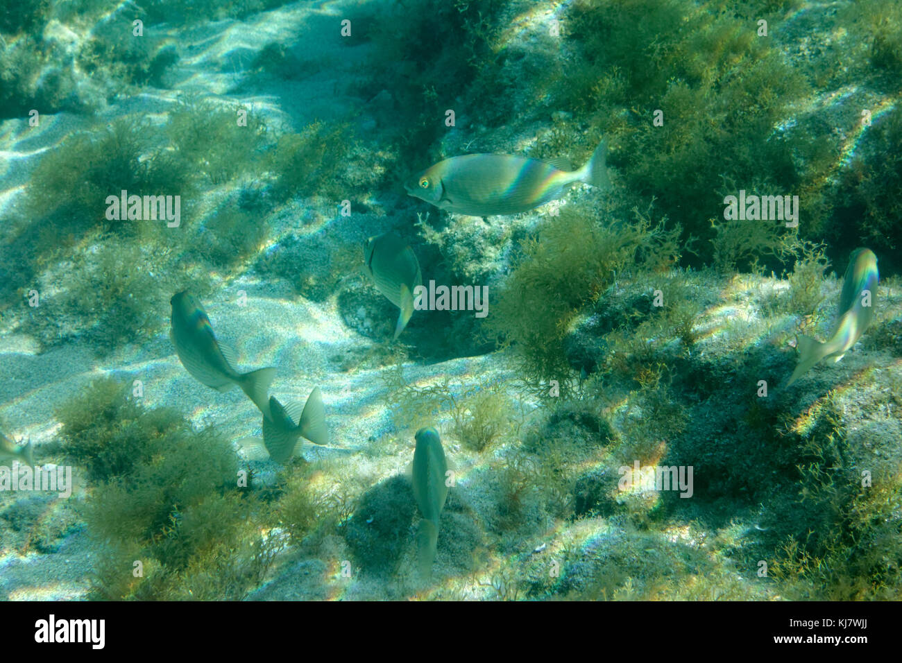 Various species of fish, Stegna, Rhodes, Greece Stock Photo - Alamy