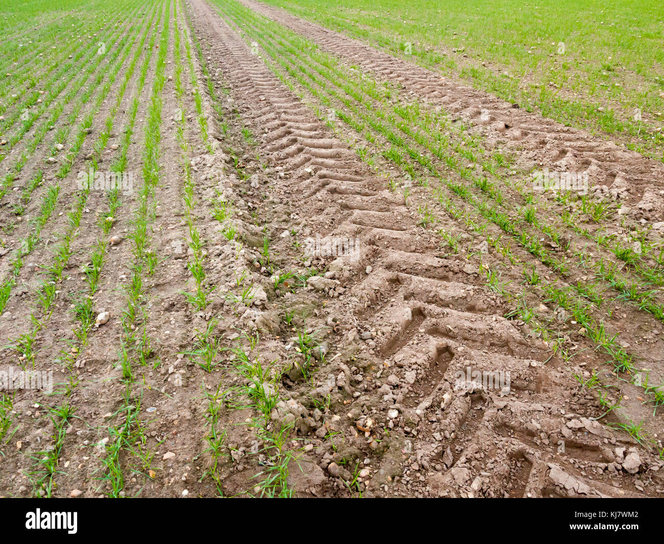 farm land tire tractor track background dirt path floor grass; essex ...