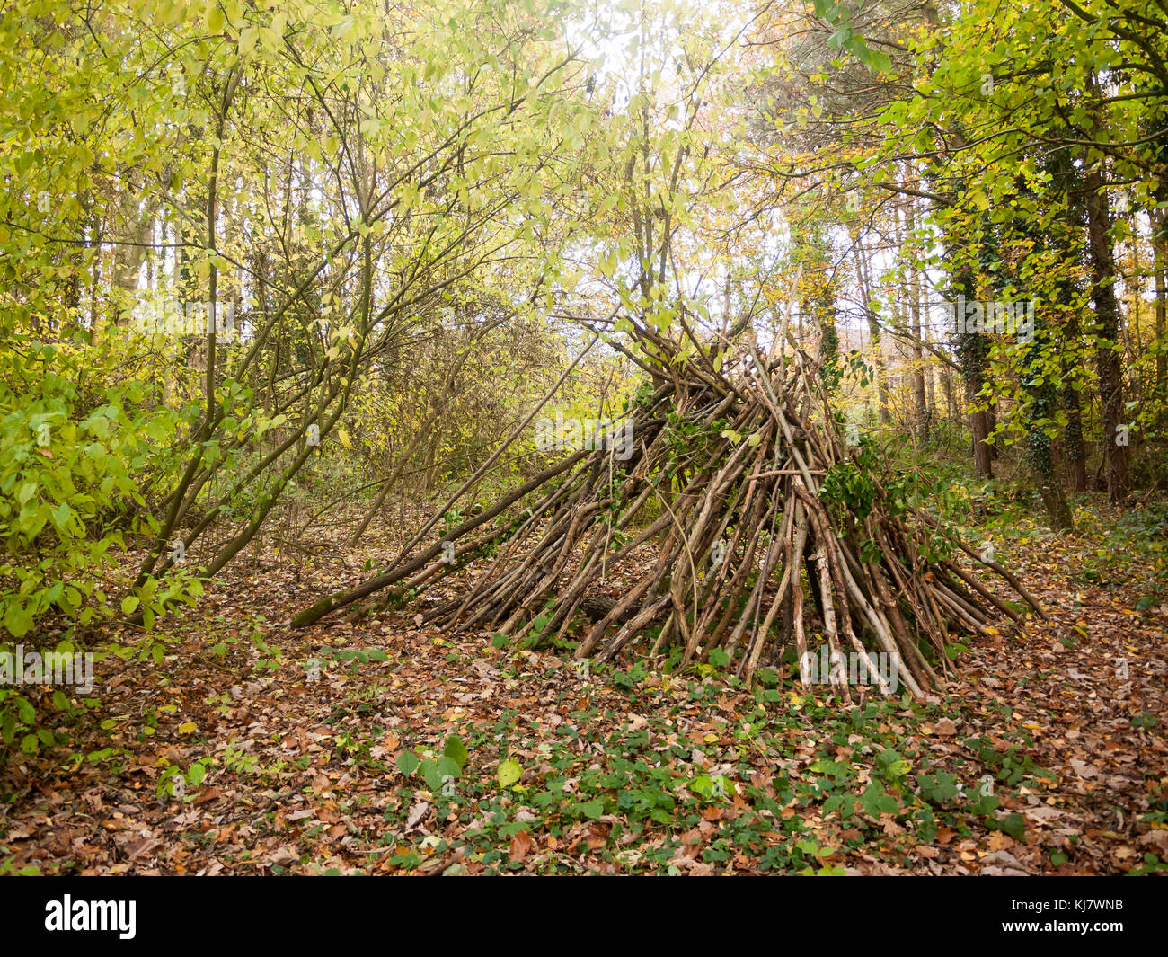 Pile Of Twigs And Branches High Resolution Stock Photography and Images ...