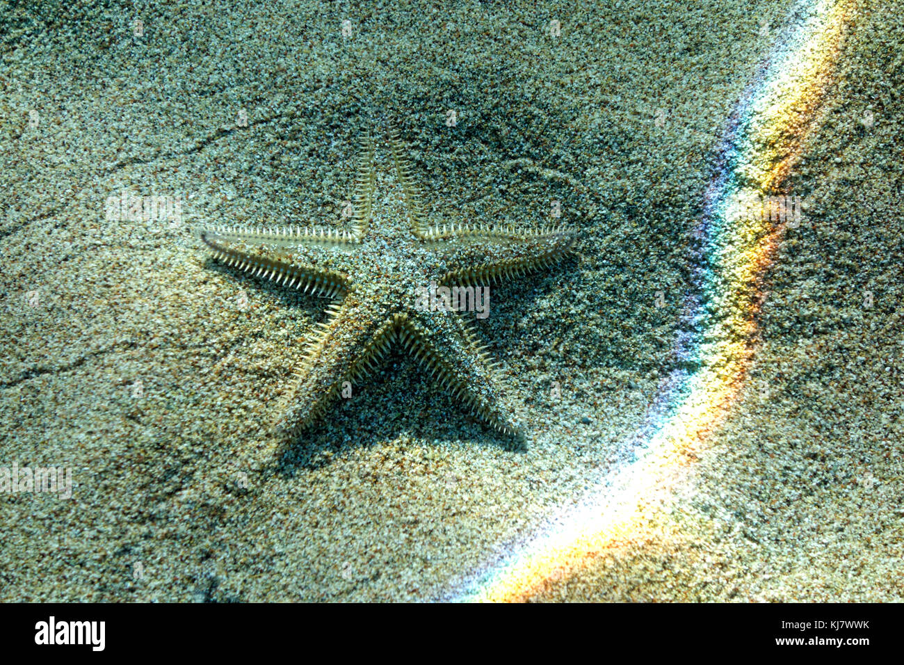 Starfish on seabed, Stegna, Archangelos, Rhodes, Dodecanese Islands ...