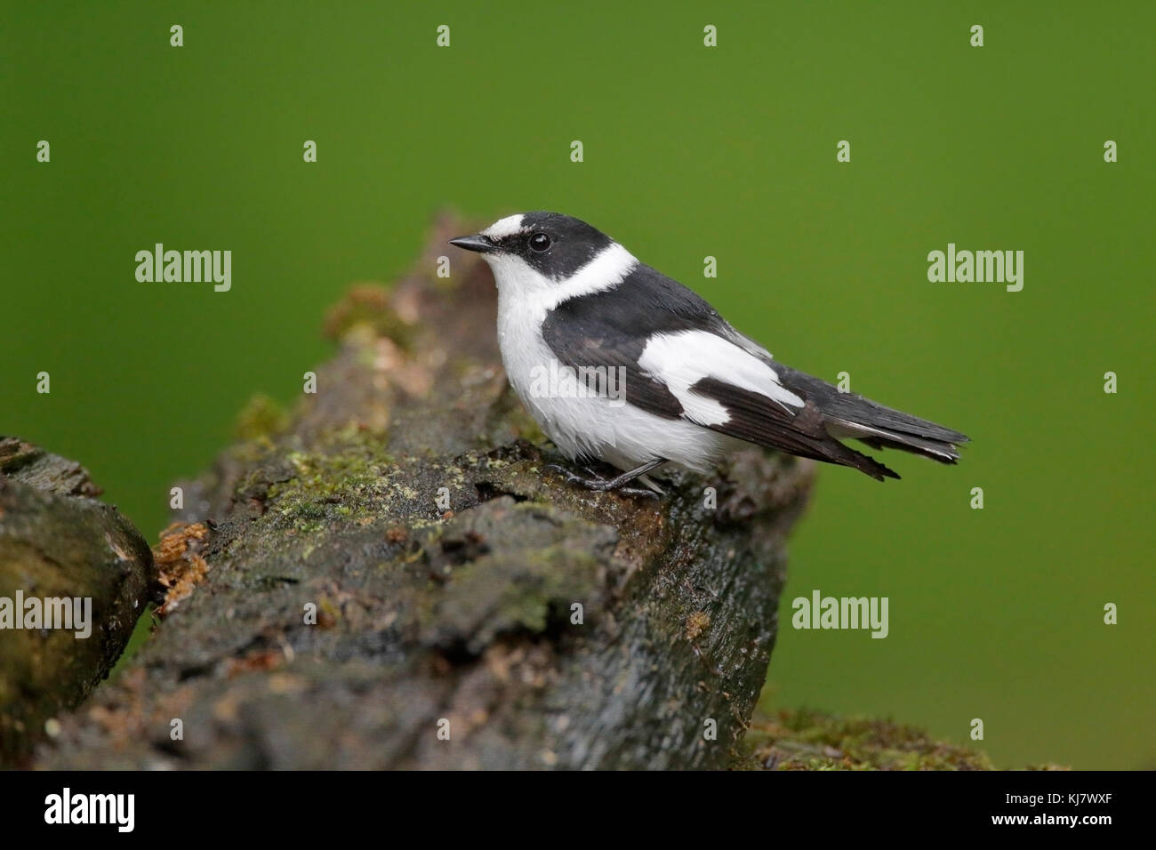 Collared flycatcher male hi-res stock photography and images - Alamy