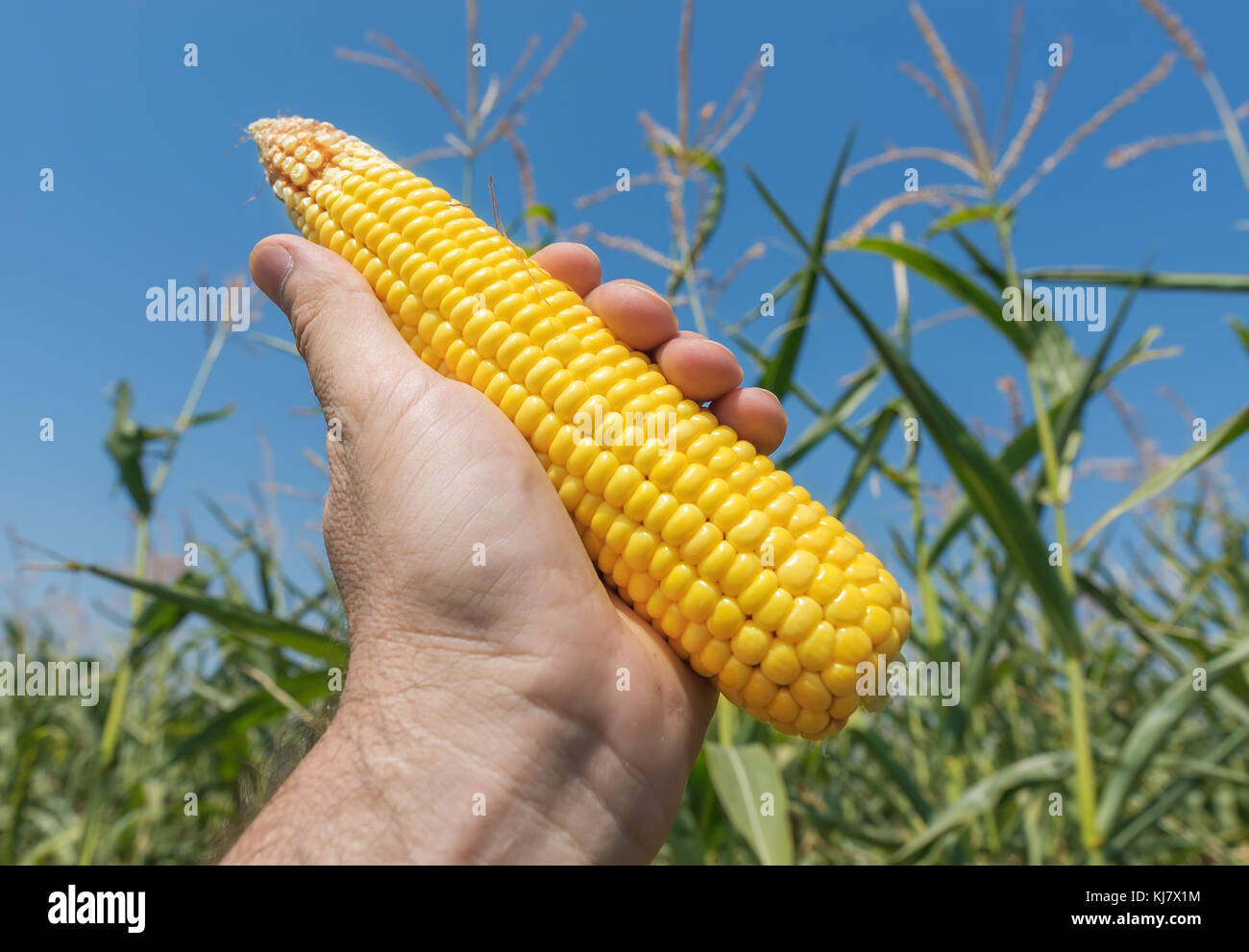 golden maize in hand over field Stock Photo - Alamy