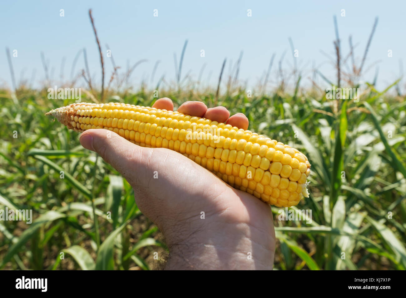 golden maize in hand over field Stock Photo - Alamy