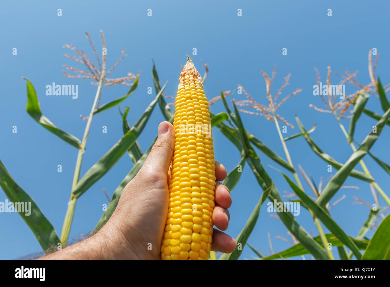 golden maize in hand over field Stock Photo - Alamy
