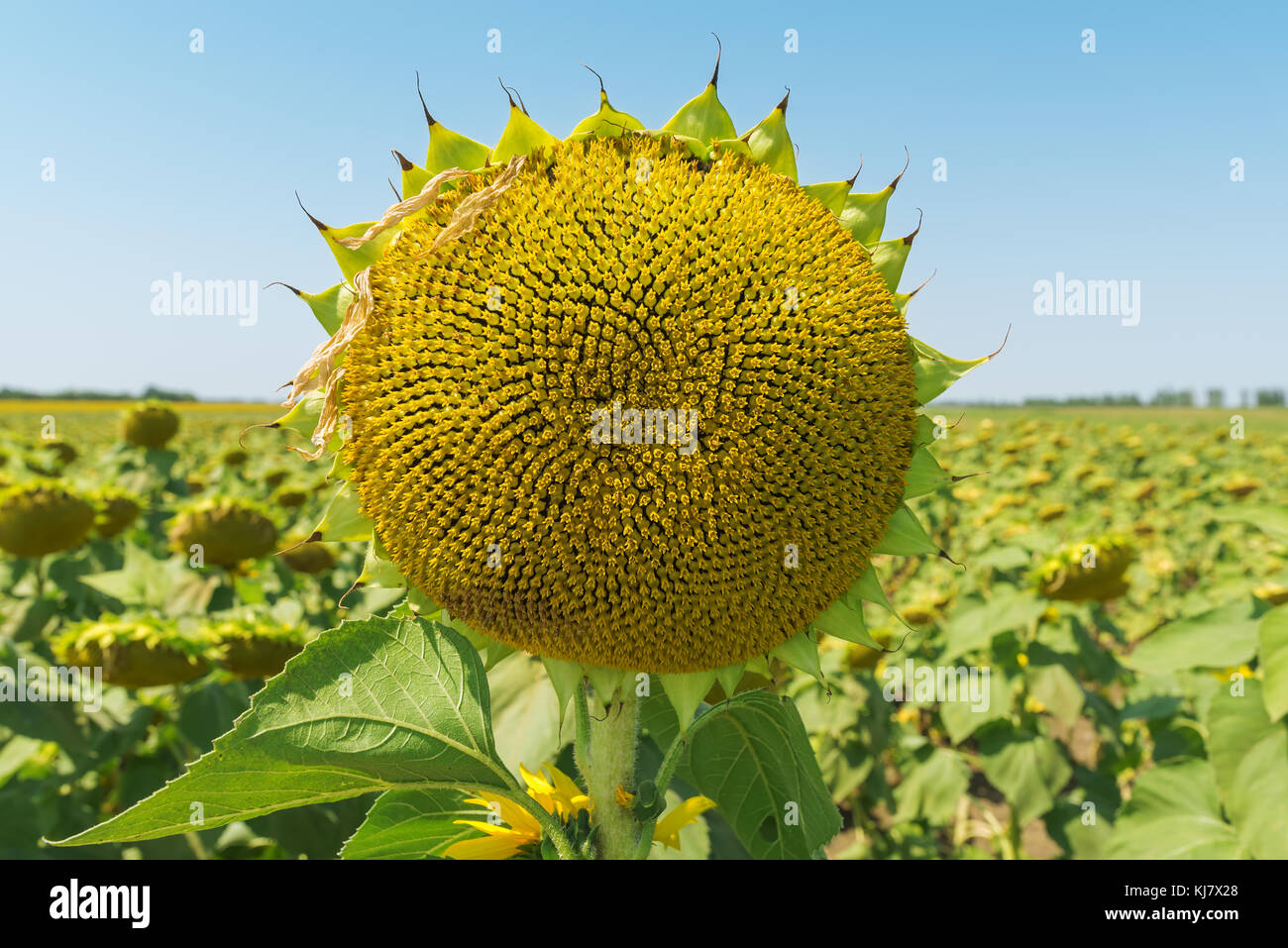 sunflower head close up after flowering on field Stock Photo - Alamy
