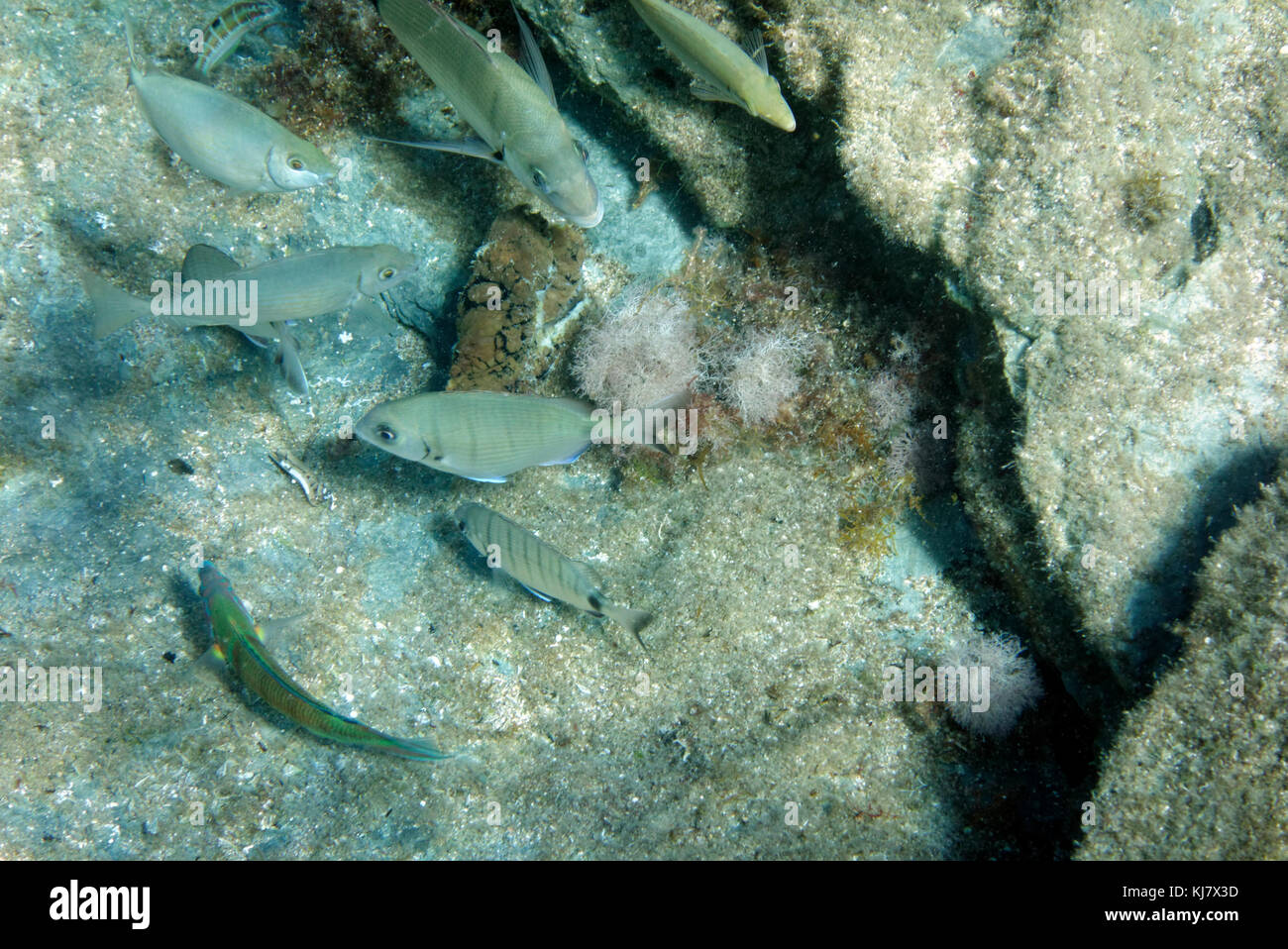 Various species of fish, Stegna, Rhodes, Greece Stock Photo - Alamy