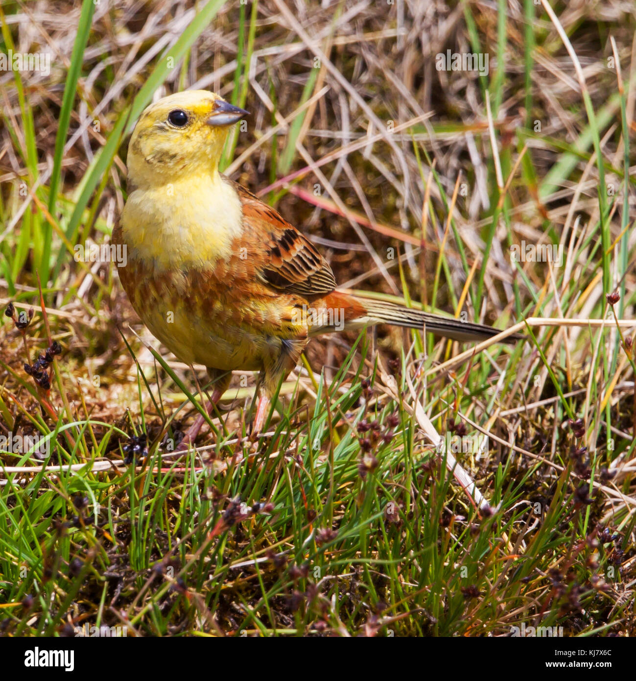 Yellow hammer hill hi-res stock photography and images - Alamy