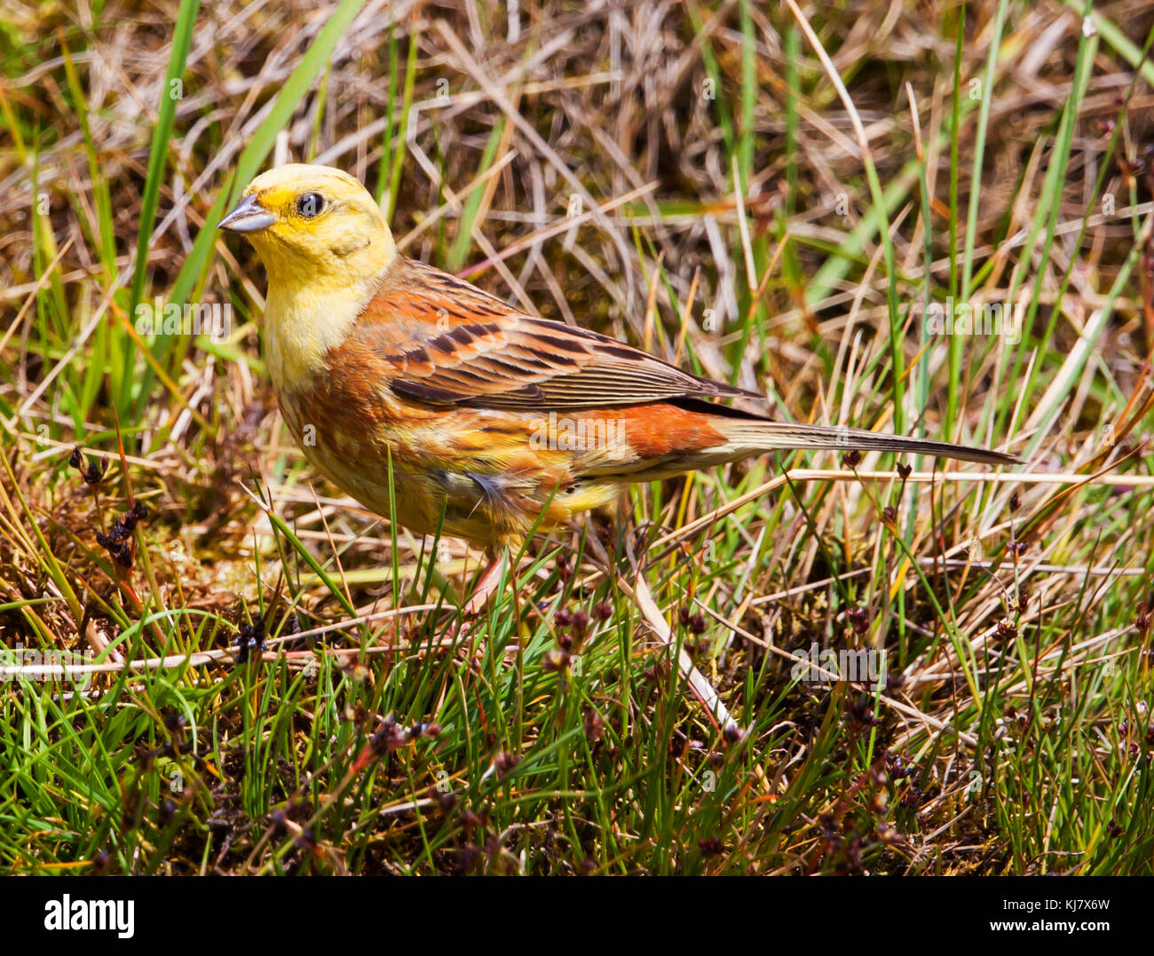 Yellow hammer bird hi-res stock photography and images - Alamy
