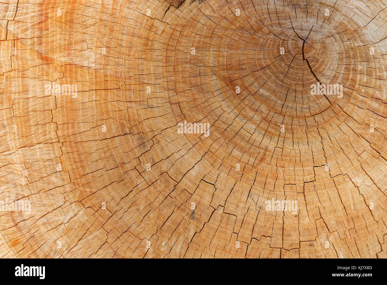 annual ring on cut tree Stock Photo - Alamy