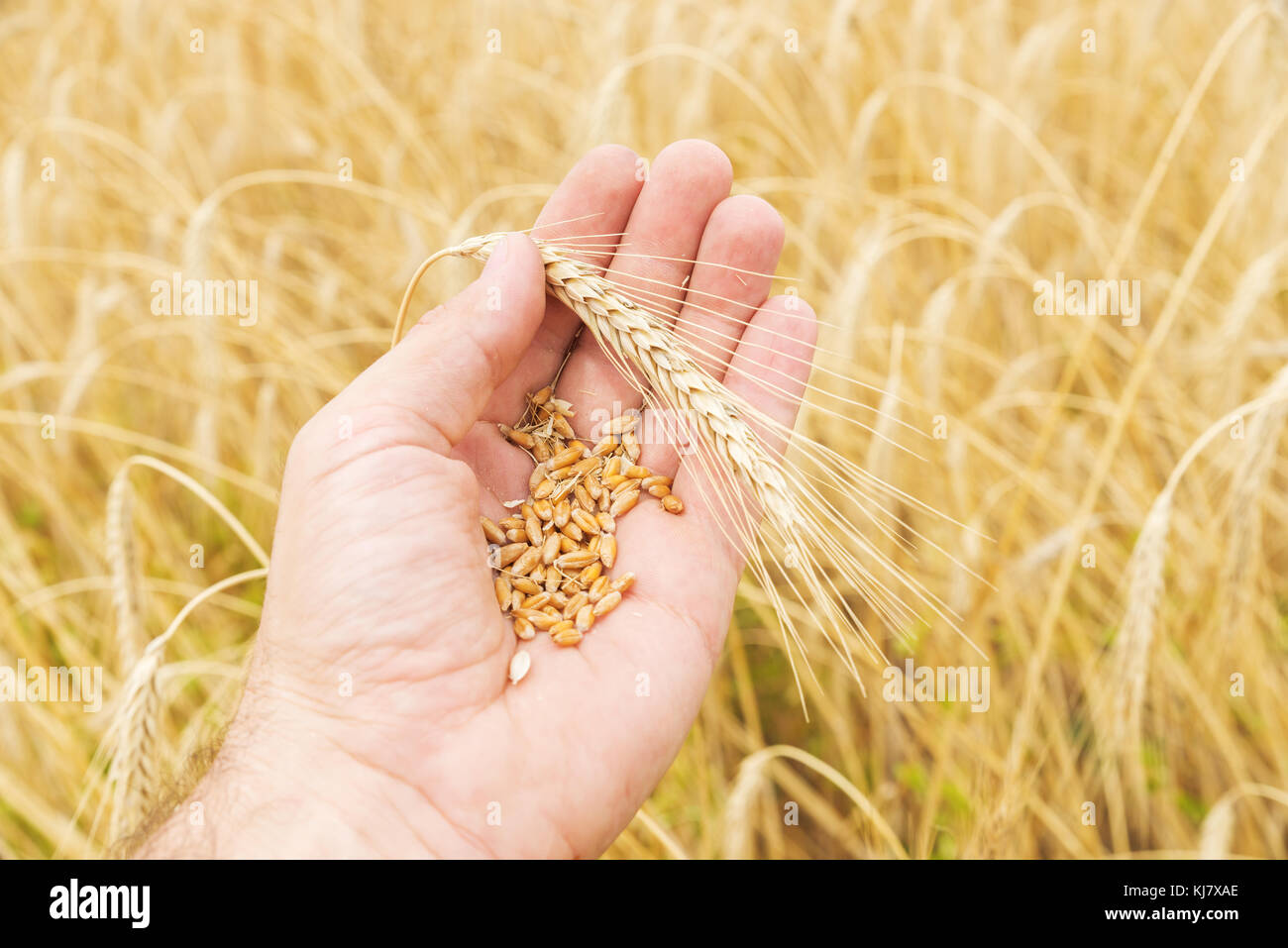 golden rye in farmers hand over field Stock Photo - Alamy