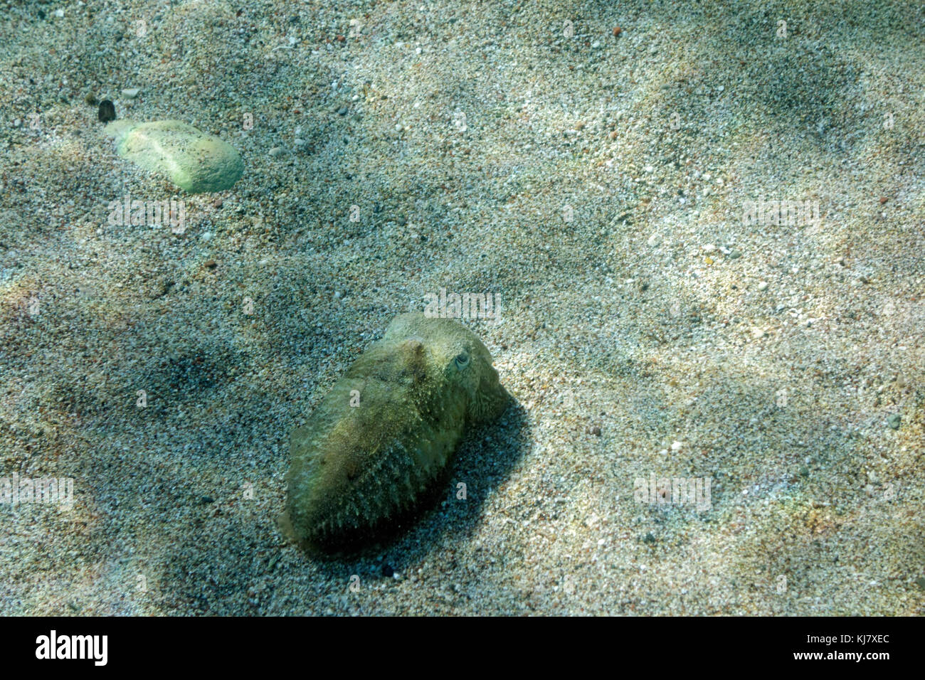 Common cuttlefish (Sepia officinalis), Rhodes, Greece Stock Photo - Alamy