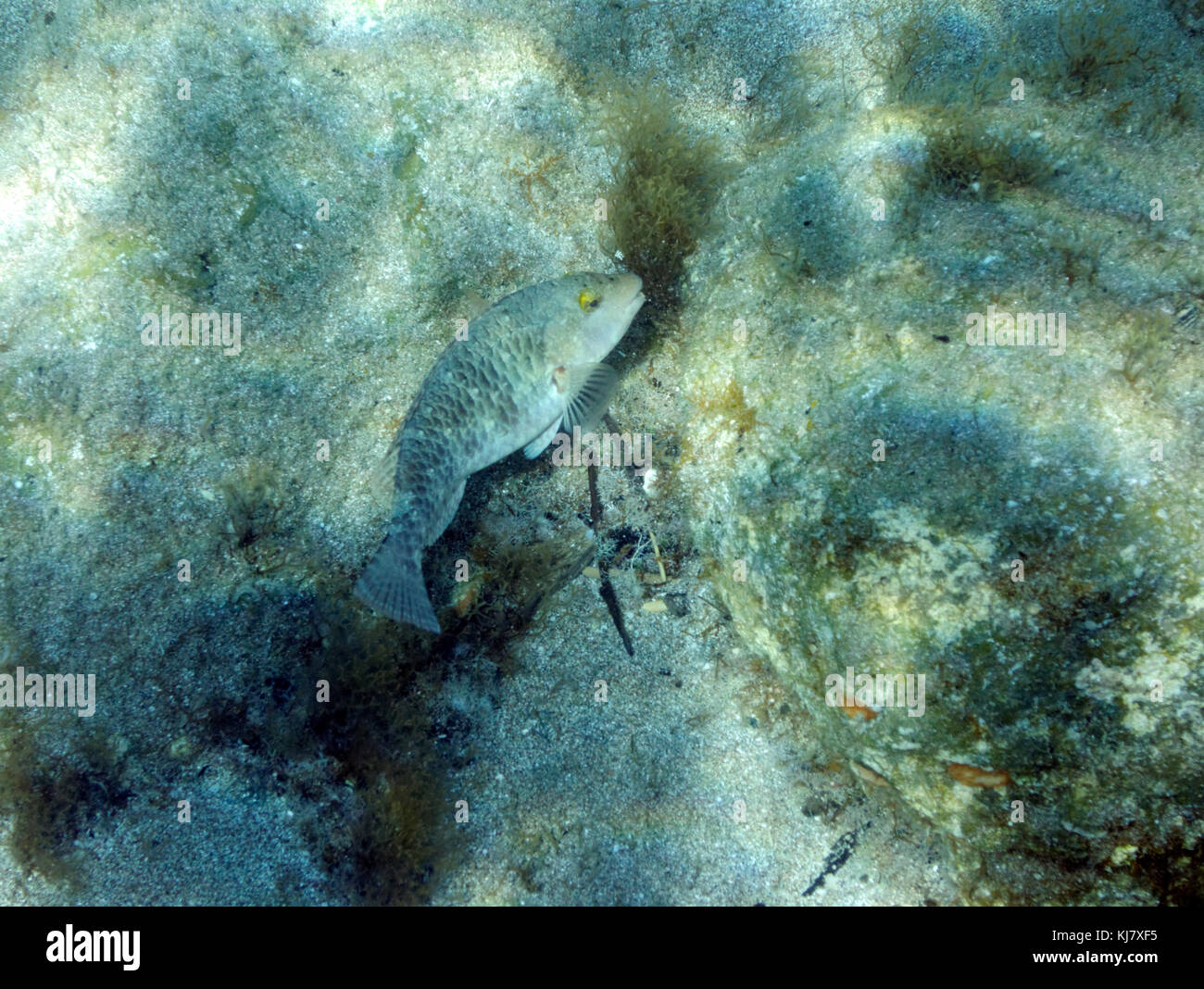 Parrotfish (Sparisoma cretense), Stegna, Rhodes, Greece Stock Photo - Alamy