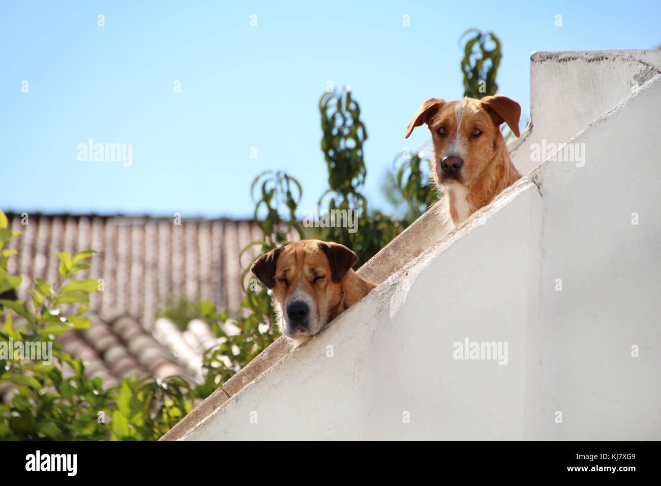 View of two dogs peaking on the balcony Stock Photo - Alamy