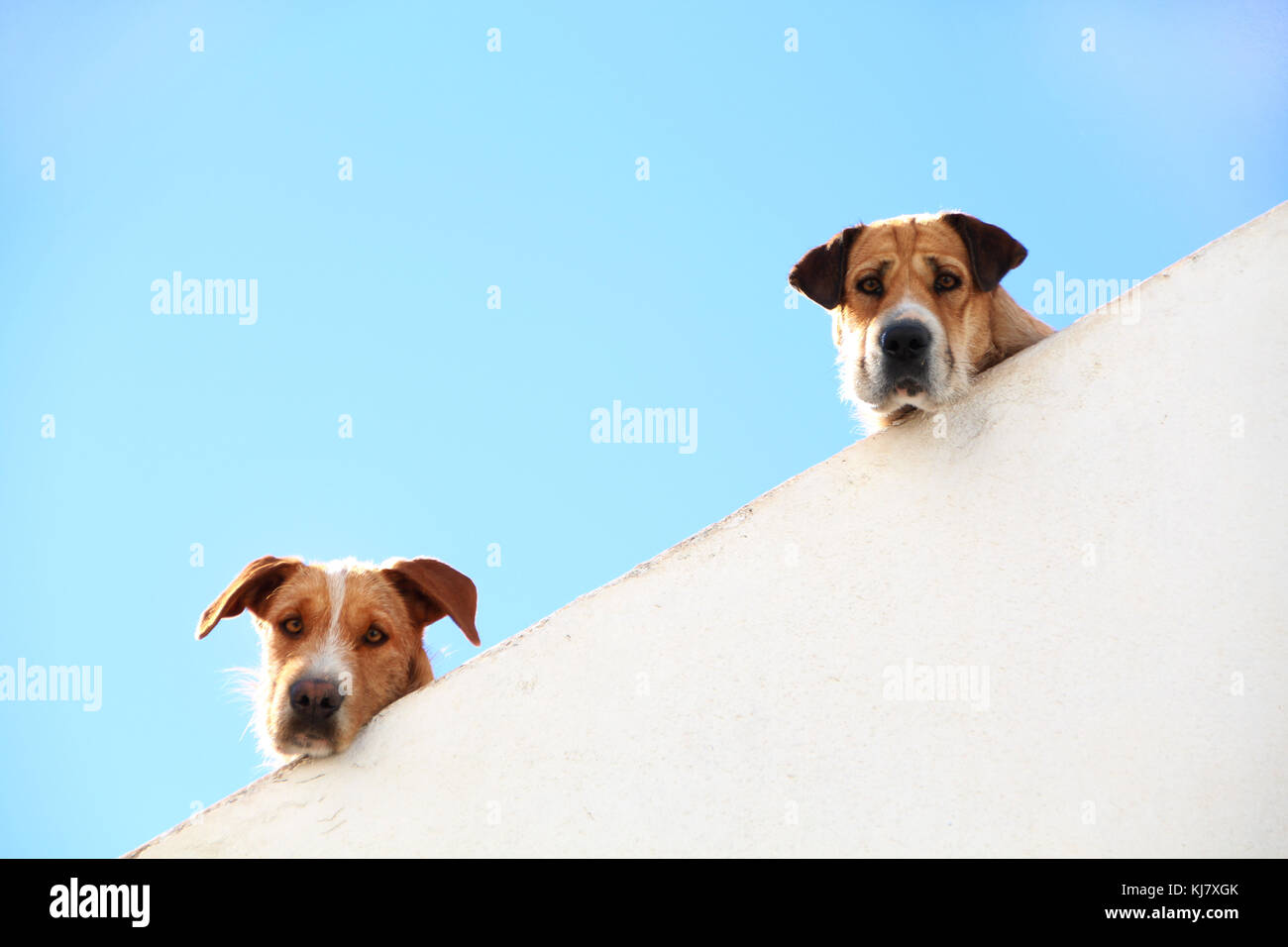 View of two dogs peaking on the balcony Stock Photo - Alamy