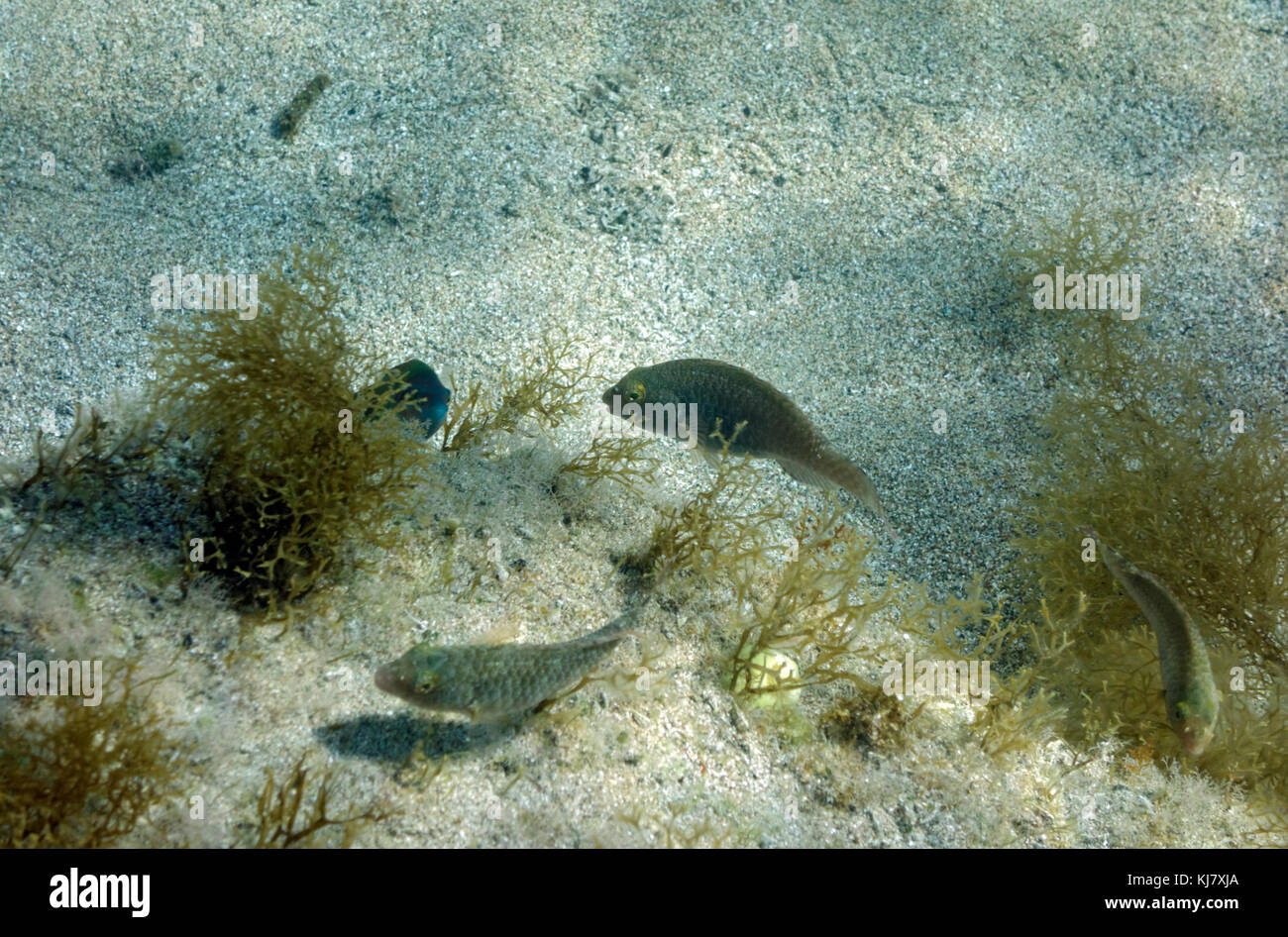 Parrotfish (Sparisoma cretense), Stegna, Rhodes, Greece Stock Photo - Alamy