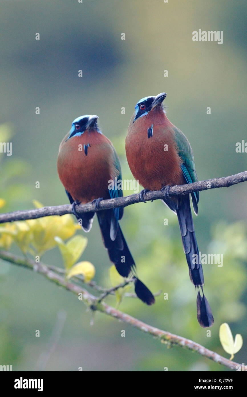 Trinidad motmot or blue-crowned motmot Tringa totanus pair of adults ...