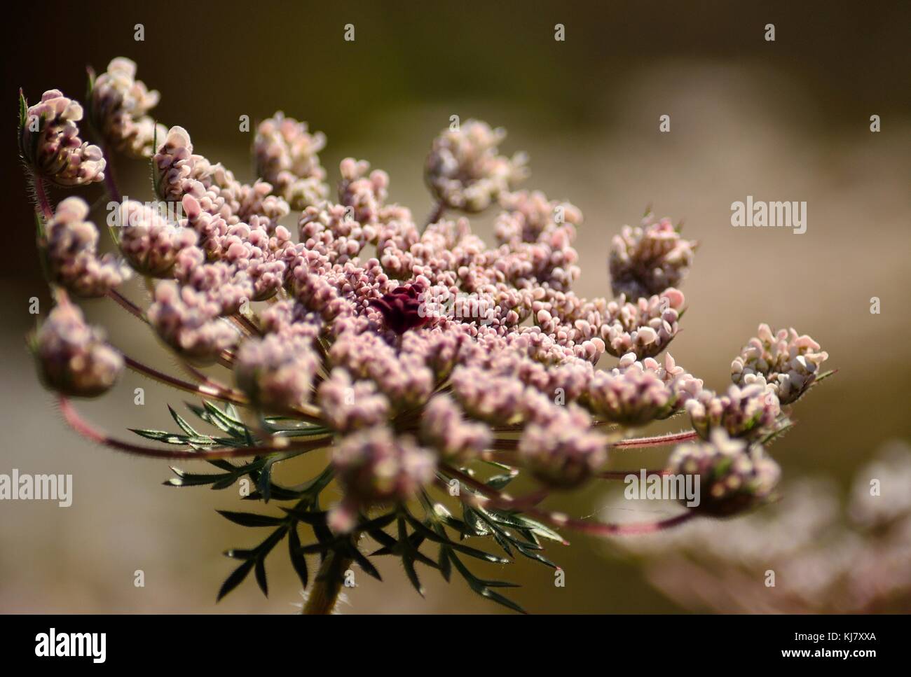 Splendid flower hi-res stock photography and images - Alamy