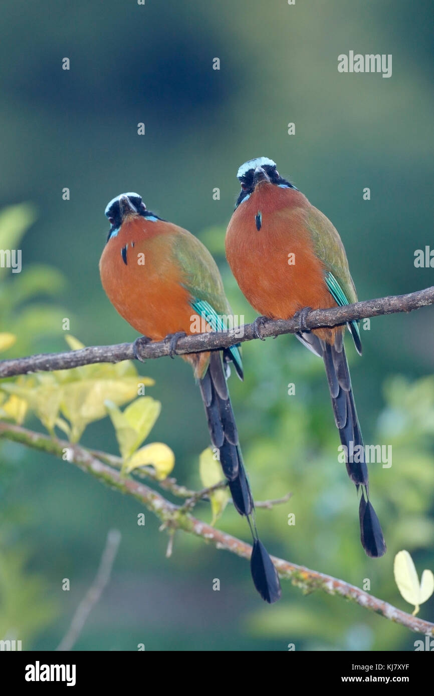 Trinidad motmot or blue-crowned motmot Tringa totanus pair of adults ...