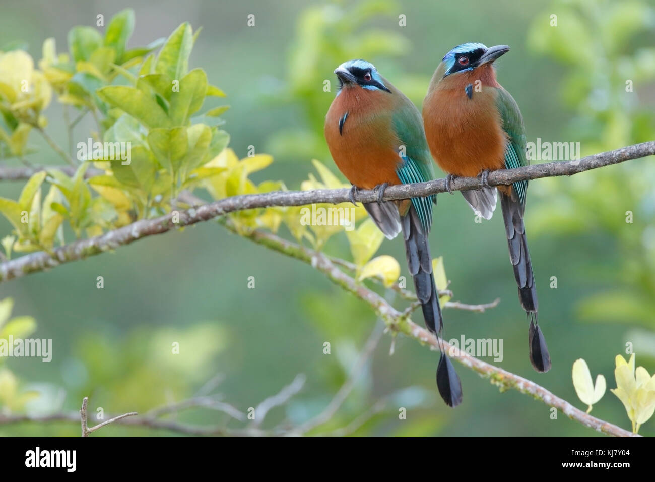 Trinidad motmot or blue-crowned motmot Tringa totanus pair of adults ...