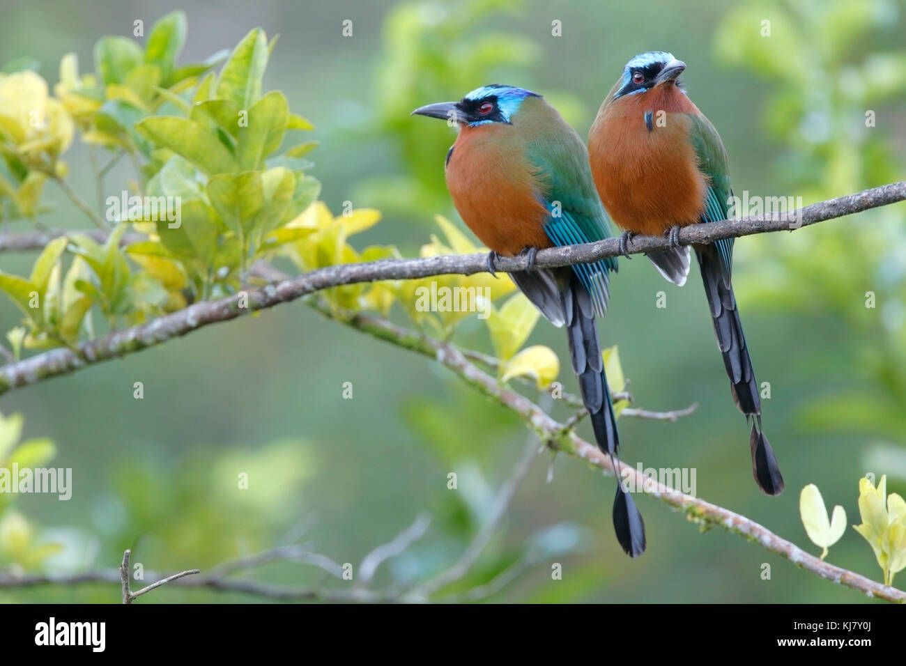 Trinidad motmot or blue-crowned motmot Tringa totanus pair of adults ...