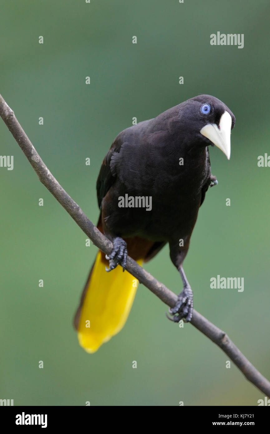crested oropendola Psarocolius decumanus adult perched in tree in ...