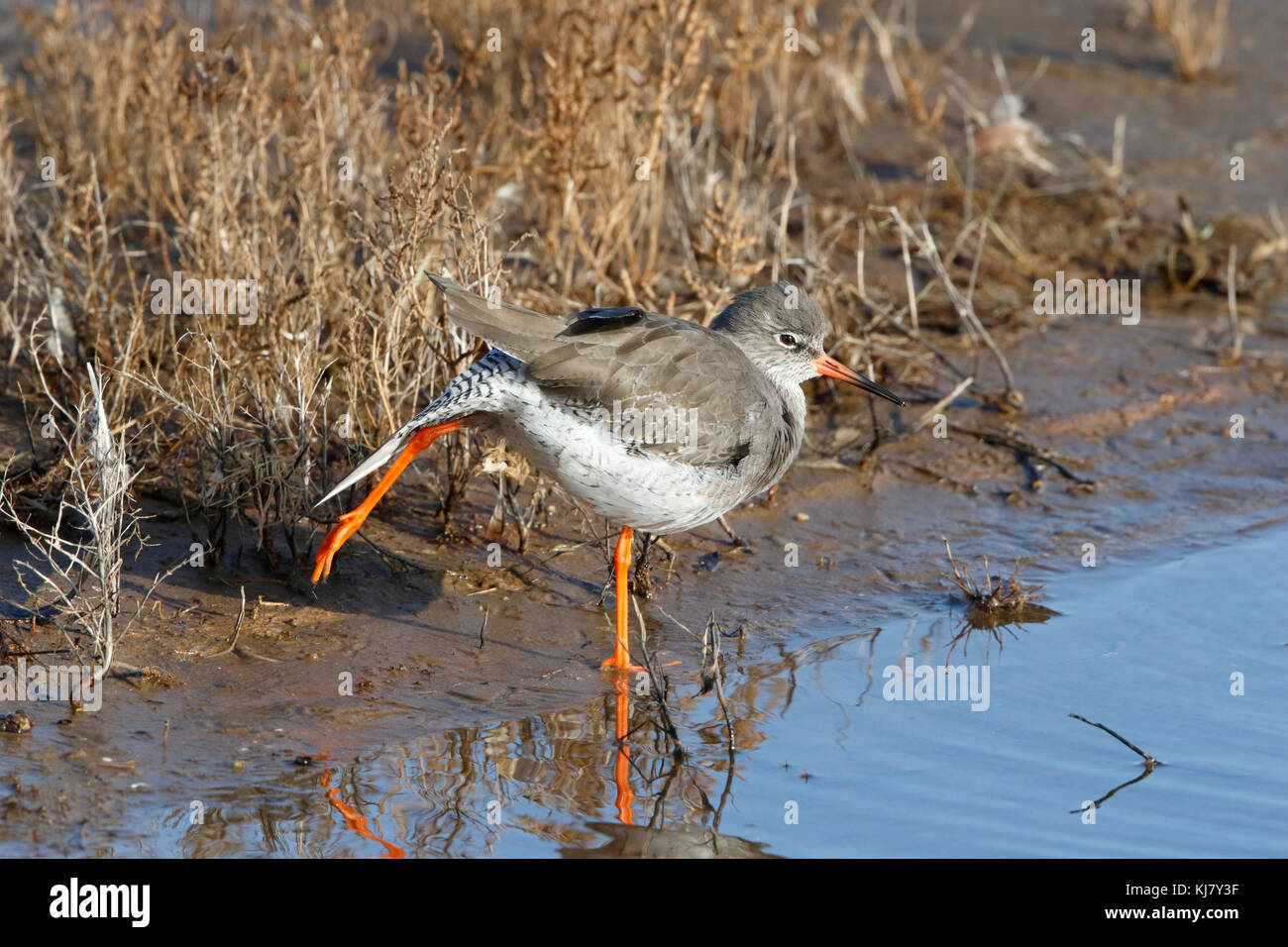 Redshank standing on one leg hi-res stock photography and images - Alamy