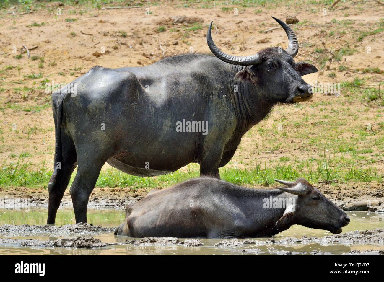 Refreshment of Water buffalos. Female and calf of water buffalo bathing ...