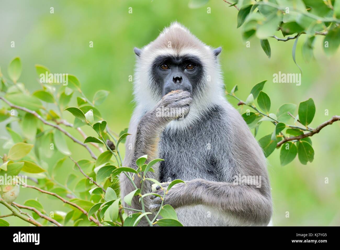 Eating langur. Closeup portrait of Tufted gray langur (Semnopithecus ...