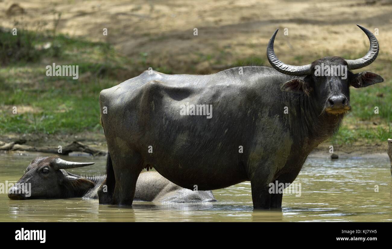 Refreshment of Water buffalos. Female and calf of water buffalo bathing ...