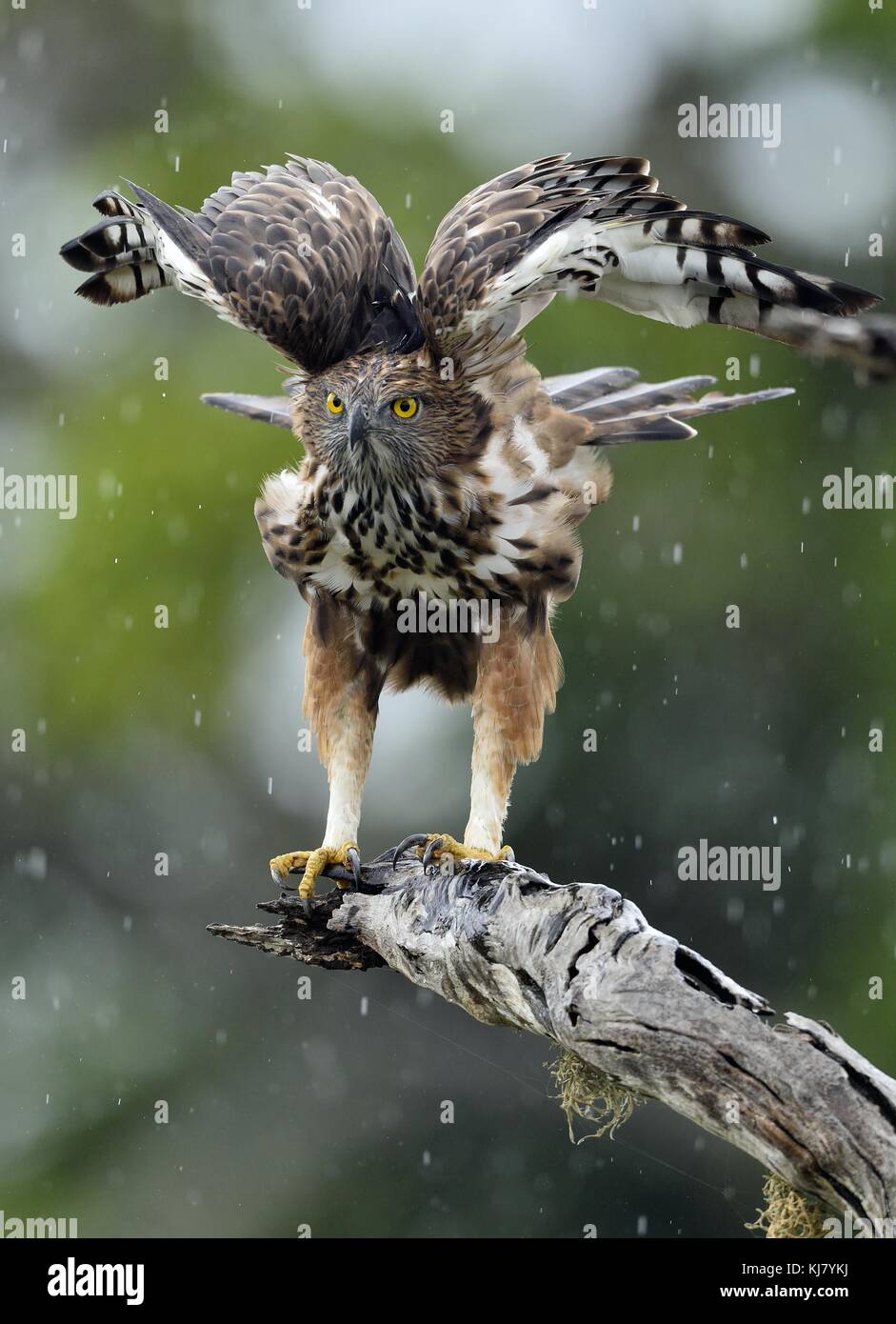 Predator bird on the tree. The changeable hawk-eagle or crested hawk ...