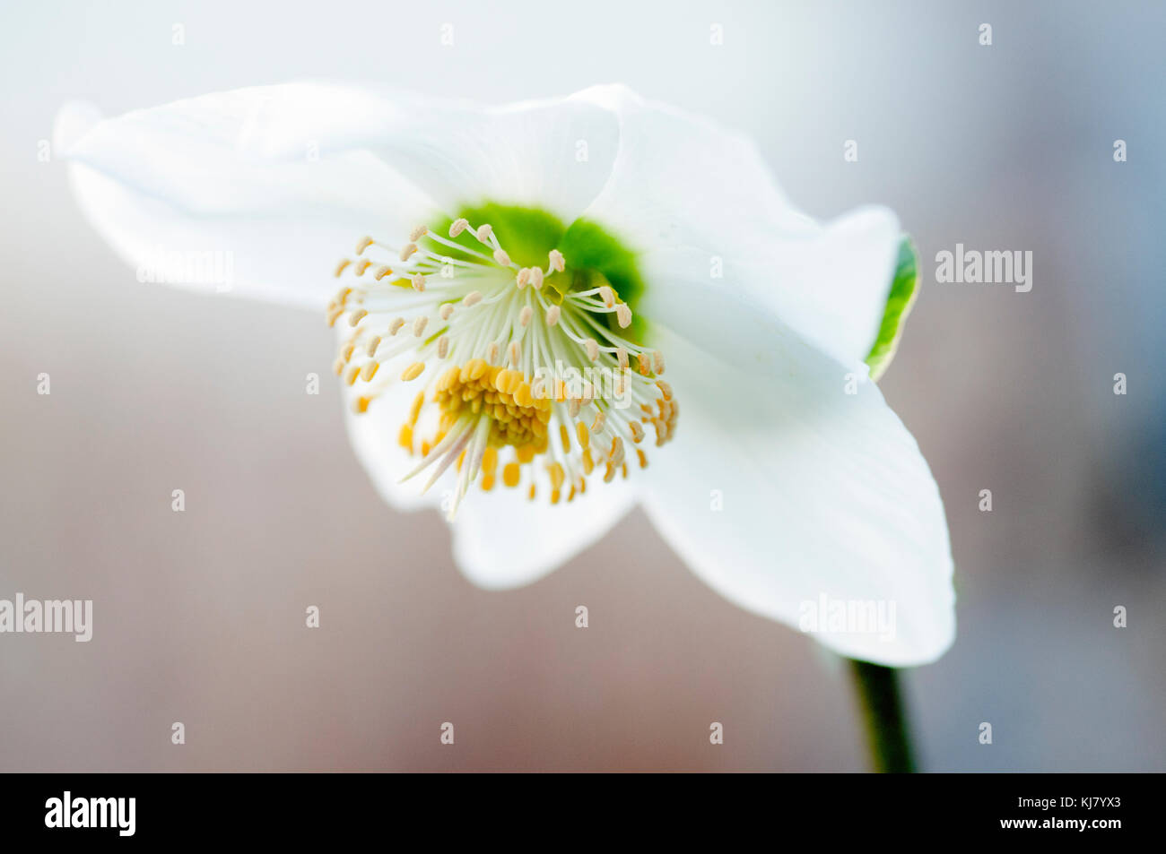 Niger flower hi-res stock photography and images - Alamy