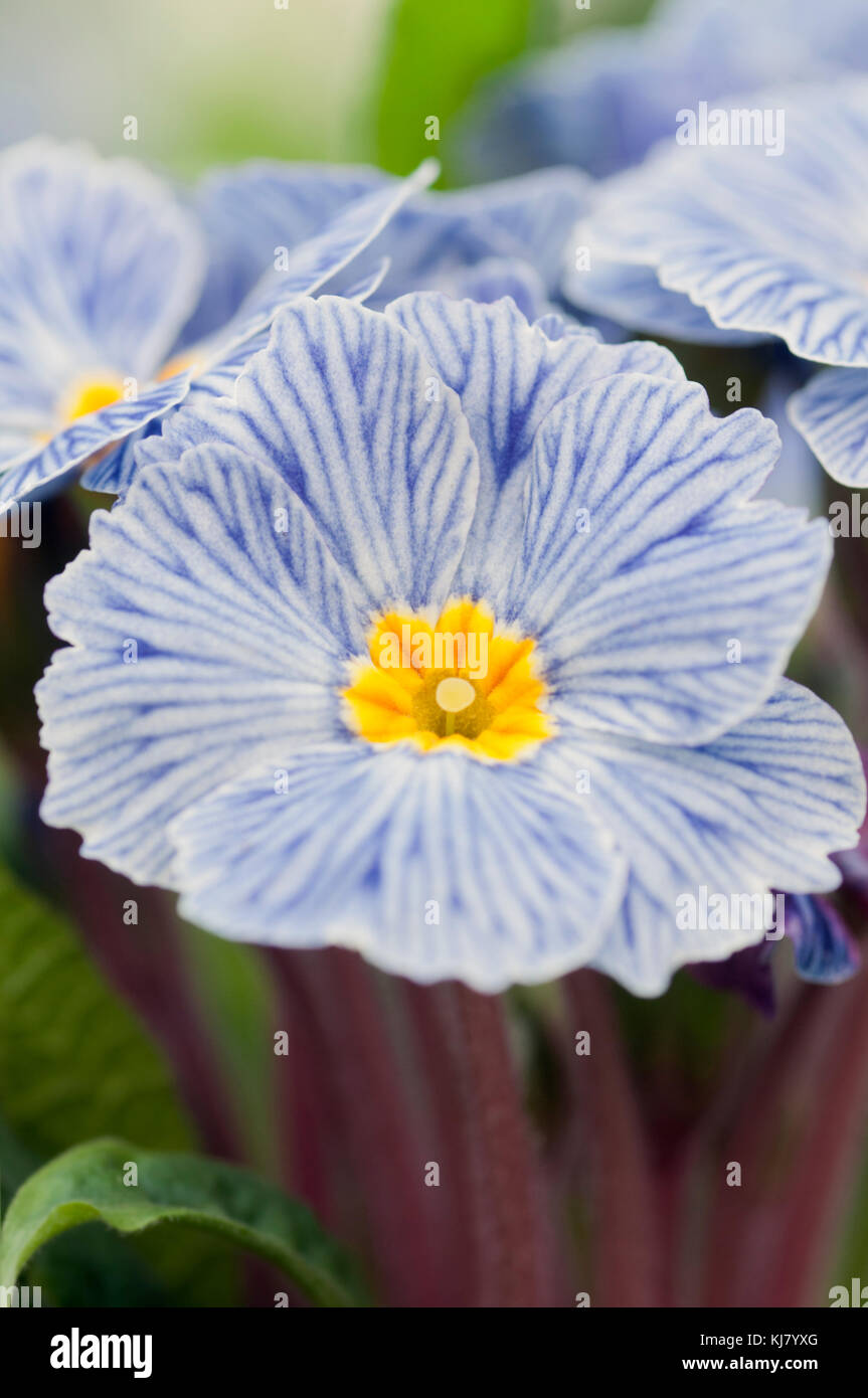 PRIMULA ACAULIS ZEBRA BLUE Stock Photo - Alamy