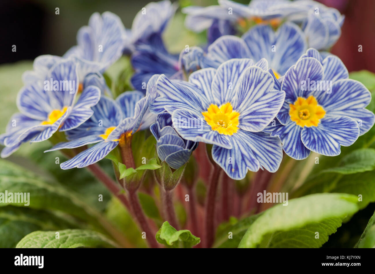 PRIMULA ACAULIS ZEBRA BLUE Stock Photo - Alamy