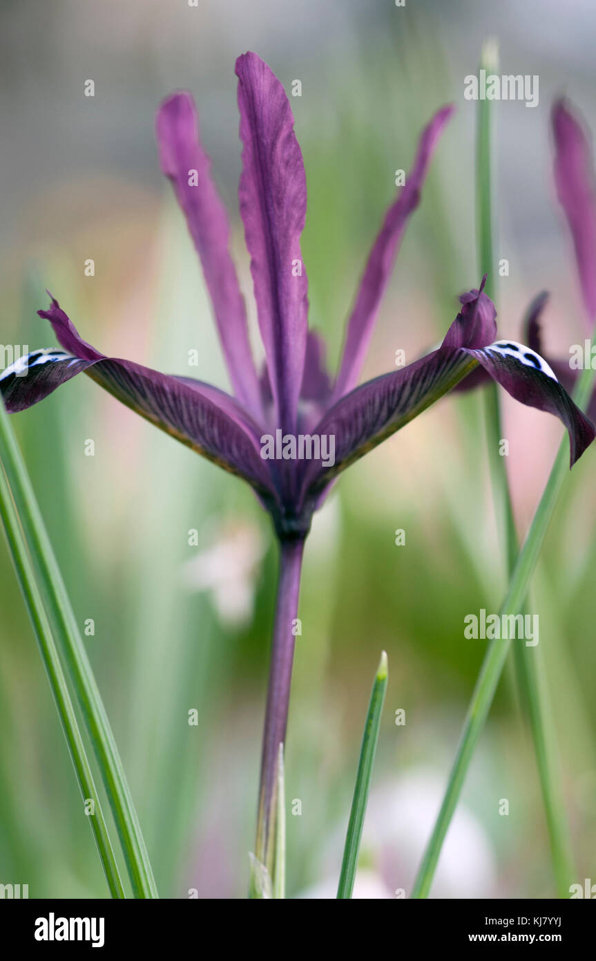 IRIS RETICULATA GEORGE Stock Photo - Alamy