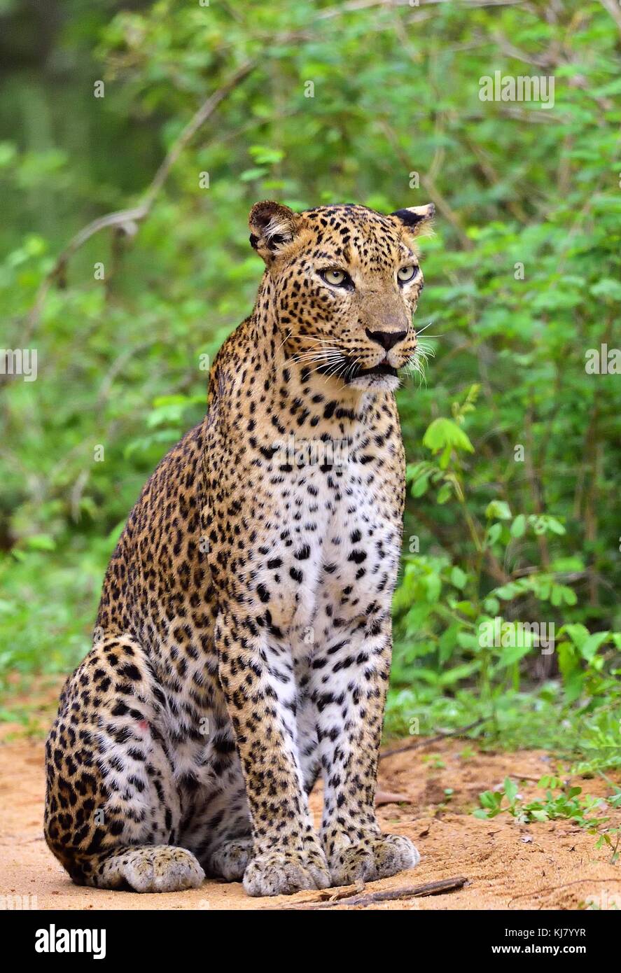 Leopard sitting on a sand road. The Sri Lankan leopard (Panthera pardus ...