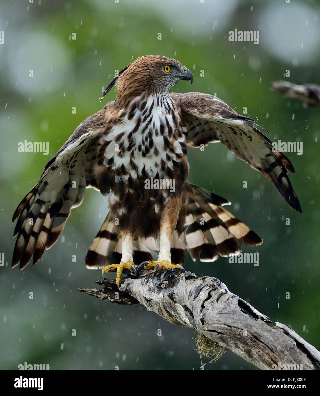Predator bird on the tree. The changeable hawk-eagle or crested hawk-eagle (Nisaetus cirrhatus ...