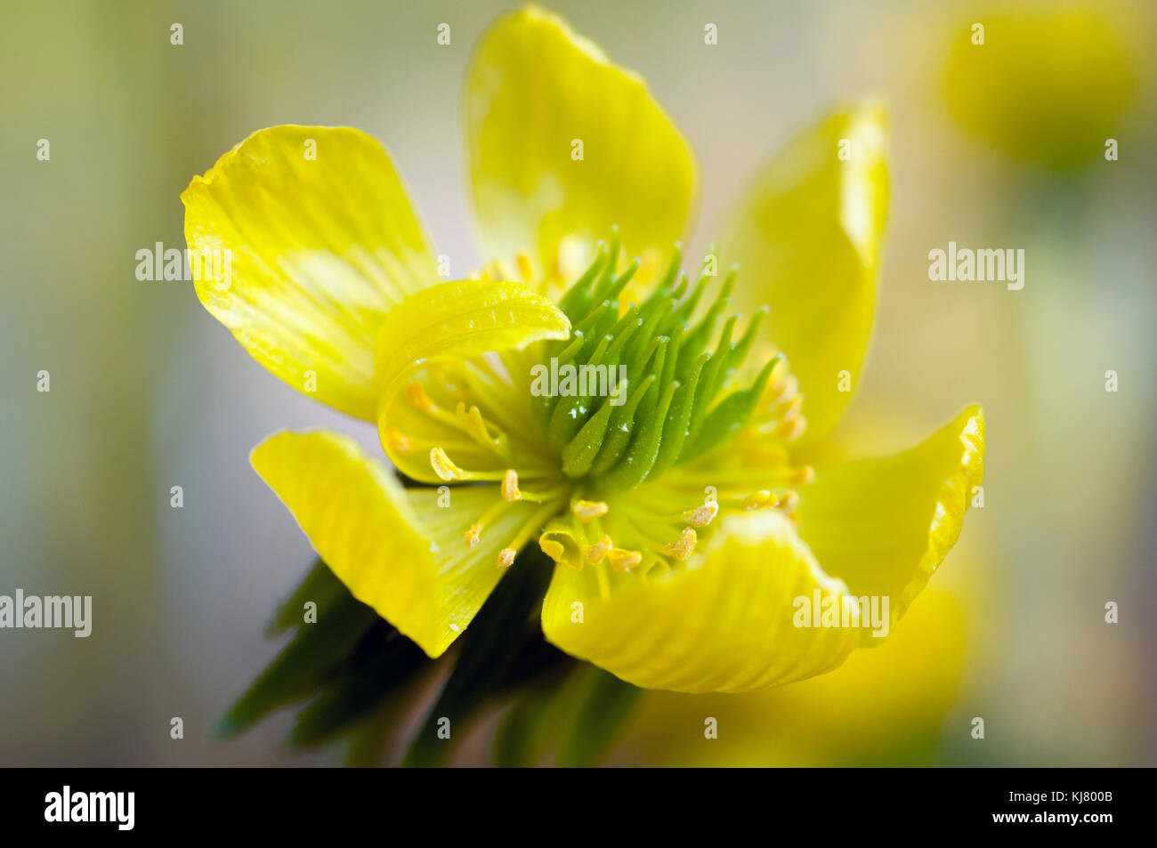 Eranthis flower hi-res stock photography and images - Alamy