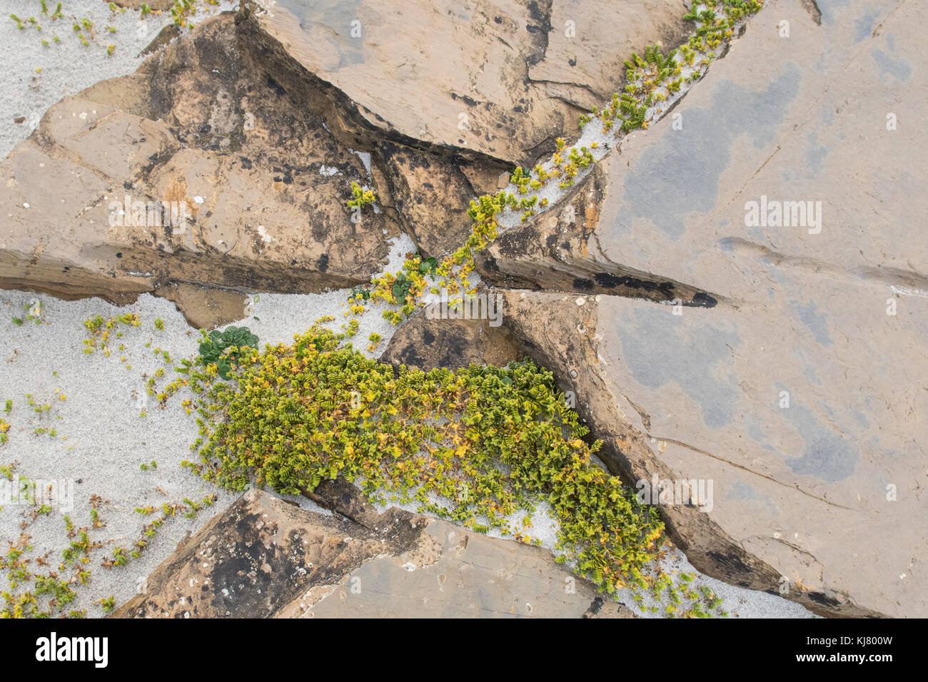 Sea Sandwort honckenya peploides growing on the beach on Westray ...