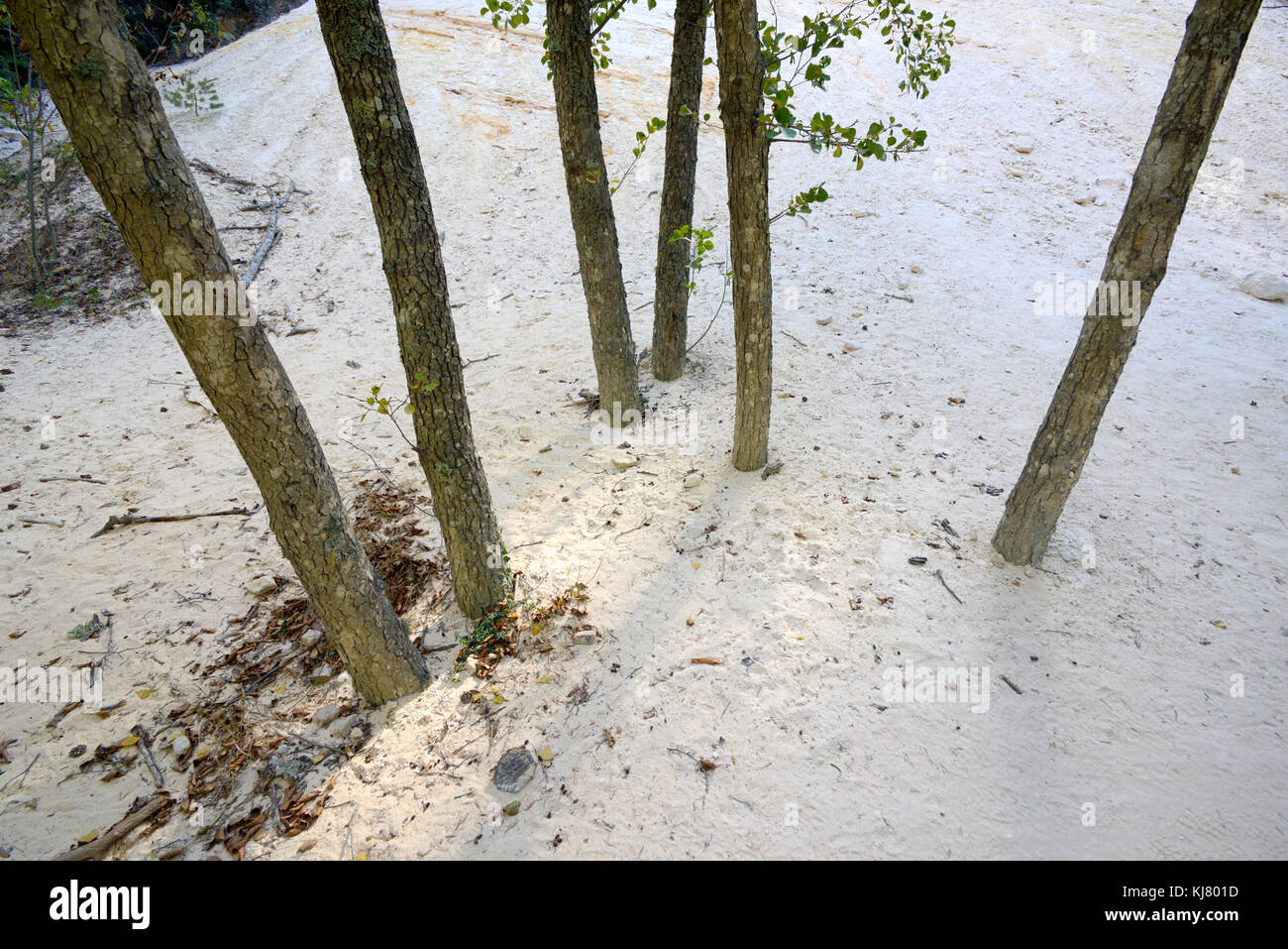 Trees Growing in Pale Ochre Pigment Landscape in Colorado Provençal ...