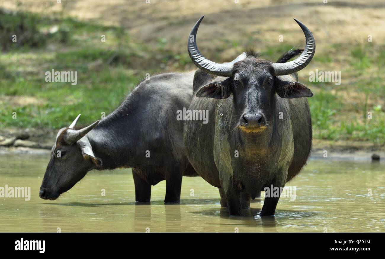 Refreshment of Water buffalos. Female and calf of water buffalo bathing ...