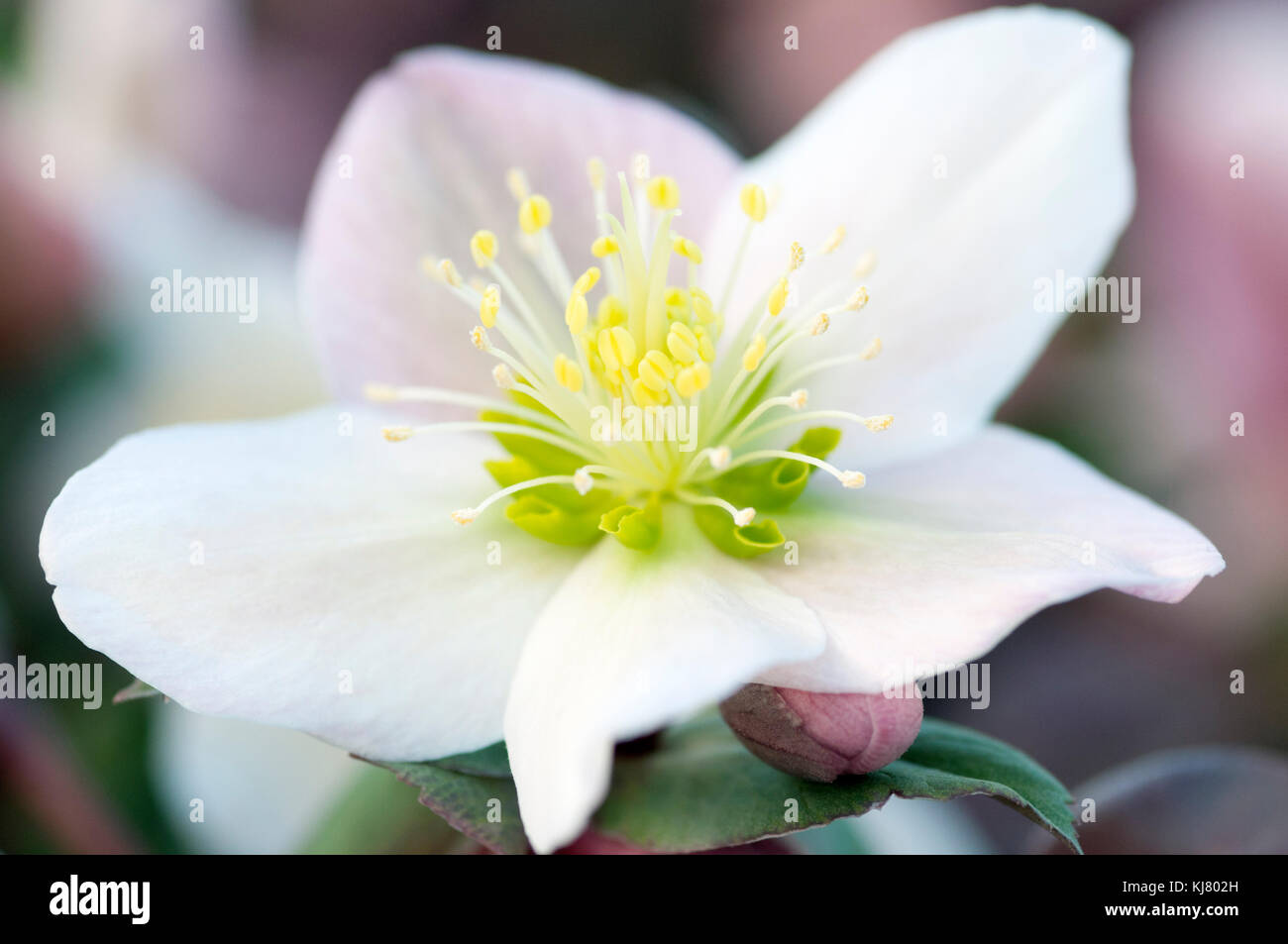 Flowering helleborus hi-res stock photography and images - Alamy